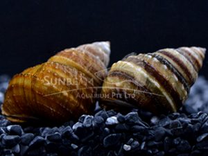 Freshwater - Snail - Sunbeam Aquarium Singapore