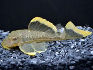 Fresh Water Fish - L number Plecos - Sunbeam Aquarium Singapore