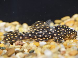 Fresh Water Fish - L number Plecos - Sunbeam Aquarium Singapore