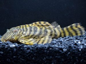 Fresh Water Fish - L number Plecos - Sunbeam Aquarium Singapore