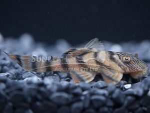 Fresh Water Fish - L number Plecos - Sunbeam Aquarium Singapore