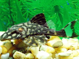 Fresh Water Fish - L number Plecos - Sunbeam Aquarium Singapore