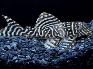Fresh Water Fish - L number Plecos - Sunbeam Aquarium Singapore