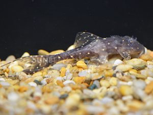Fresh Water Fish - L number Plecos - Sunbeam Aquarium Singapore