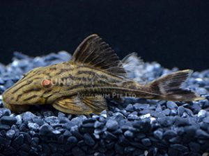 Fresh Water Fish - L number Plecos - Sunbeam Aquarium Singapore