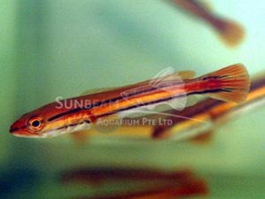 Fresh Water Fish - Snake Head - Sunbeam Aquarium Singapore