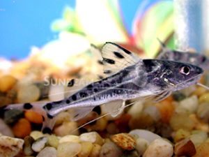 Fresh Water Fish - Catfish - Sunbeam Aquarium Singapore