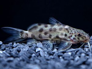 Fresh Water Fish - Catfish - Sunbeam Aquarium Singapore