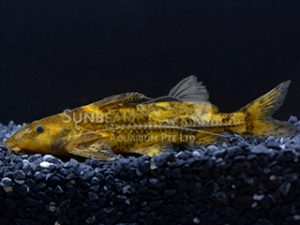 Fresh Water Fish - Catfish - Sunbeam Aquarium Singapore