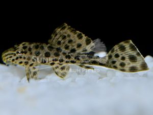 Fresh Water Fish - Catfish - Sunbeam Aquarium Singapore