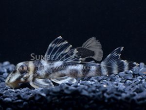 Fresh Water Fish - L number Plecos - Sunbeam Aquarium Singapore