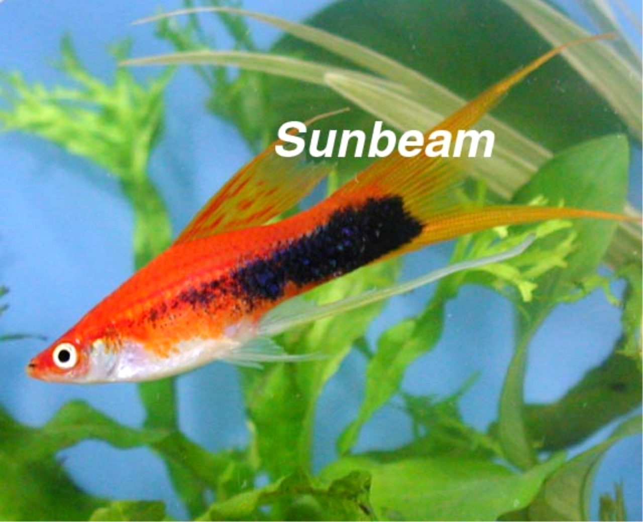 Fresh Water Fish - Swordtail - Sunbeam Aquarium Singapore