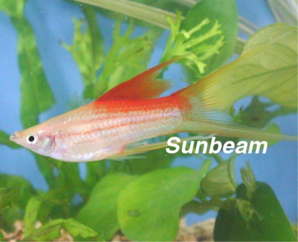 Fresh Water Fish - Swordtail - Sunbeam Aquarium Singapore