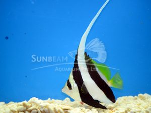 Marine Fishes - Bannerfish - Sunbeam Aquarium Singapore