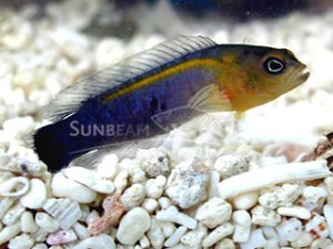 Marine Fishes - Dottyback - Sunbeam Aquarium Singapore