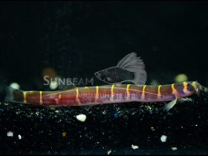Fresh Water Fish - Loach - Sunbeam Aquarium Singapore