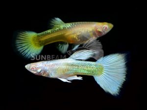 Fresh Water Fish - Guppy - Sunbeam Aquarium Singapore