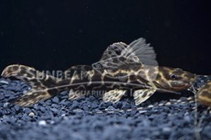 Fresh Water Fish - Catfish - Sunbeam Aquarium Singapore