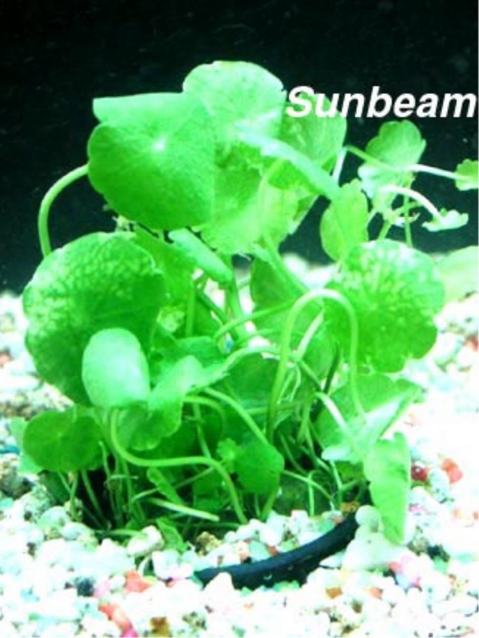 H List - Sunbeam Aquarium Singapore