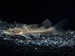 Fresh Water Fish - Catfish - Sunbeam Aquarium Singapore