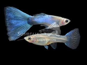 Fresh Water Fish - Guppy - Sunbeam Aquarium Singapore