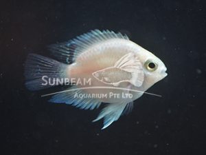 Fresh Water Fish - Cichlid - Sunbeam Aquarium Singapore