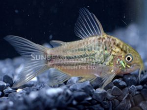 Fresh Water Fish - Catfish - Sunbeam Aquarium Singapore