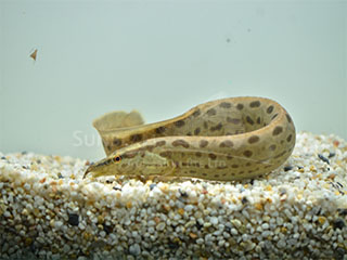 Fresh Water Fish - Eel - Sunbeam Aquarium Singapore