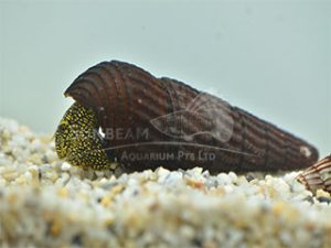 Freshwater - Snail - Sunbeam Aquarium Singapore
