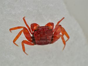Freshwater Crustaceans - Crabs - Sunbeam Aquarium Singapore