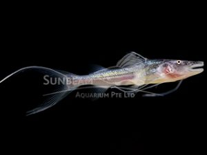 Fresh Water Fish - Catfish - Sunbeam Aquarium Singapore
