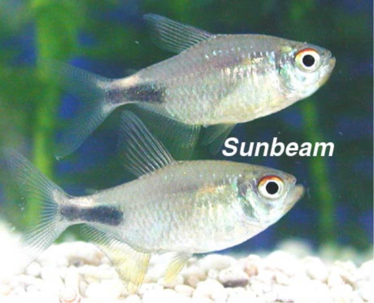 Fresh Water Fish - Tetra - Sunbeam Aquarium Singapore