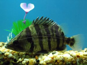 Fresh Water Fish - Miscellaneous - Sunbeam Aquarium Singapore
