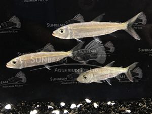 Fresh Water Fish - Miscellaneous - Sunbeam Aquarium Singapore