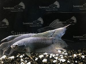 Fresh Water Fish - Miscellaneous - Sunbeam Aquarium Singapore
