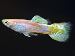 Fresh Water Fish - Guppy - Sunbeam Aquarium Singapore