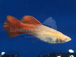 Fresh Water Fish - Guppy - Sunbeam Aquarium Singapore