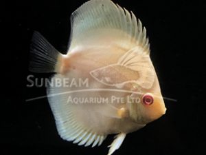 Fresh Water Fish - Discus Fishes - Sunbeam Aquarium Singapore