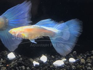 Fresh Water Fish - Guppy - Sunbeam Aquarium Singapore